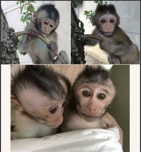 Four Transgenic Monkey F1 Offspring Obtained By Using Sperm Derived