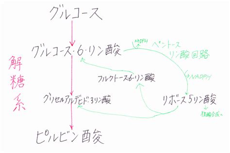 解糖系と第28回糖質・脂質代謝についてのやさしい解説 合格するぞ！管理栄養士国家試験