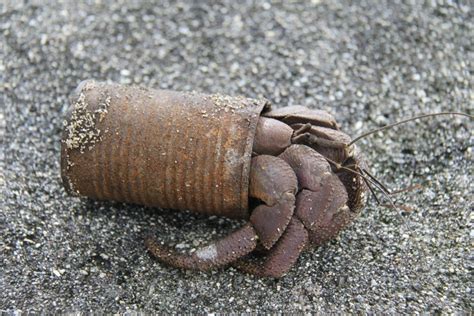 소라를 집으로 삼지 않은 집게 소라게 사진 미스터리 공포 에펨코리아