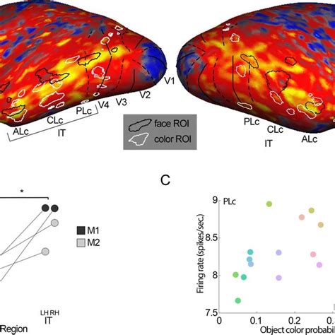 correlation of object color statistics across the cerebral cortex a