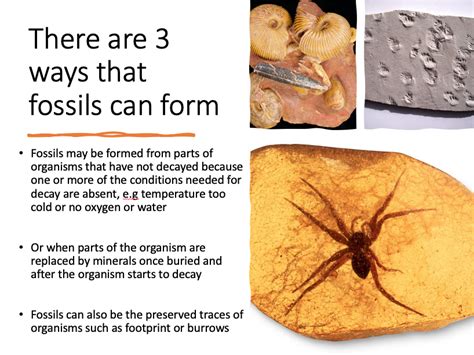 Fossils And Extinction Teaching Resources