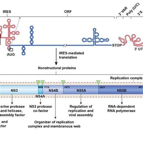 Hcv Genome And Particle Organization A The Hcv Genome Containing The