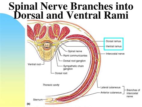 Ppt Anatomy Of Spinal Cord And Spinal Nerves Reflexes And Learning
