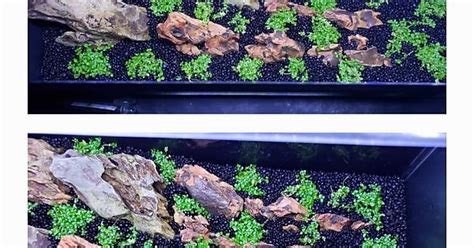 Monte Carlo Dsm Progress Imgur