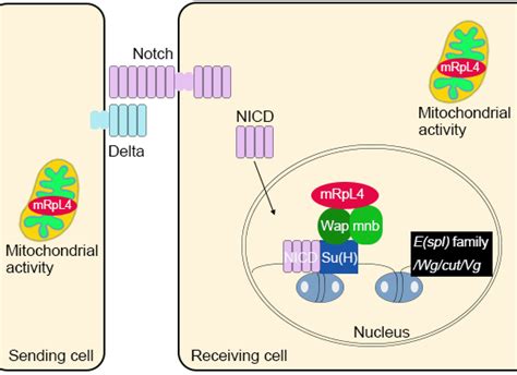中国农业大学科研院 科技论文 中国农大张俊争团队揭示线粒体核糖体蛋白mrpl4调控notch信号通路的新机制
