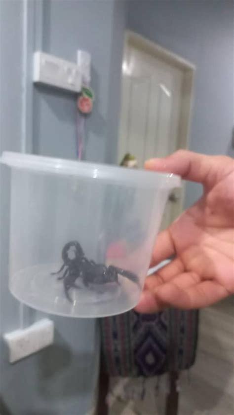 So I Find This Scorpion Can You Help Me Identify It R Mikey 789712