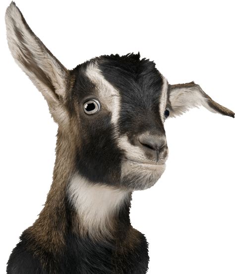 Goat Head Png