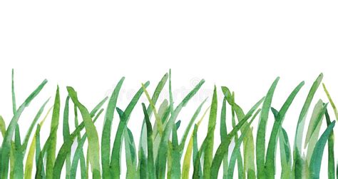 Hand Drawn Watercolor Grass Isolated On White Background Seamless