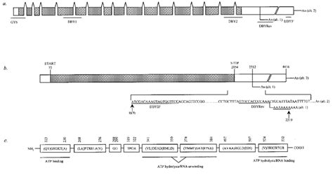 The Human Dby Gene A Schematic Representation Of The Intronexon Download Scientific Diagram