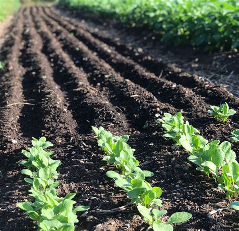 Your Waste Converted Compost Collective KC