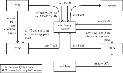 The Spatial Components Of The Domain Model And The Manner In Which The