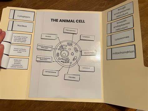 Plant Cell Lapbook With Labeling Diagram And Vocabulary Matching