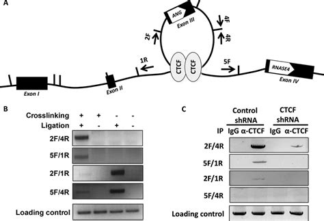 Formation Of A Ctcf Dependent Intragenic Chromatin Loop A Schematic