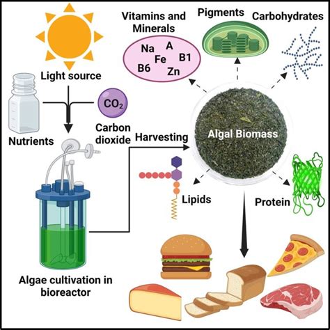 Various Microalgal Based Bioactive Compounds And Their Health Benefits