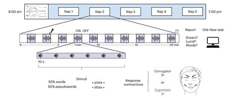 Eeg Analysis Of Cognitive Processing And Responsiveness To External