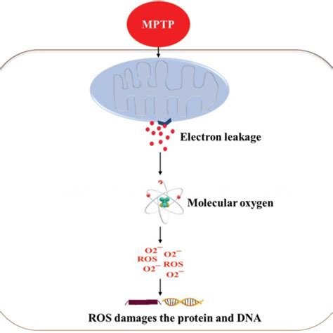Illustrates The 6 Ohda Model Stepwise A Higher Resolution Colour Download Scientific