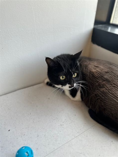 코리안숏헤어까망이고양이 책임분양♥ 아이조아 유기방지입양 파양 강아지보호소 고양이보호소 무료분양센터