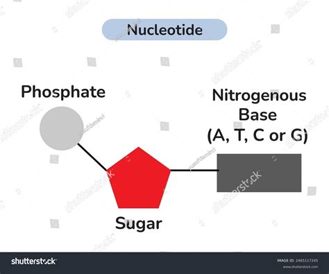 Structure Dna Nucleotide Stock Vector Royalty Free 2465117245
