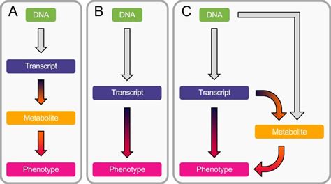 Eqtl Mqtl Gwas Mendelianrandomization Postgwas Eleonora Porcu