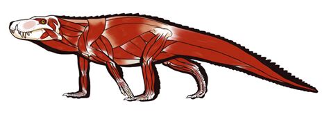 Baurusuchus Salgadoensis By Pietro Ant On Deviantart