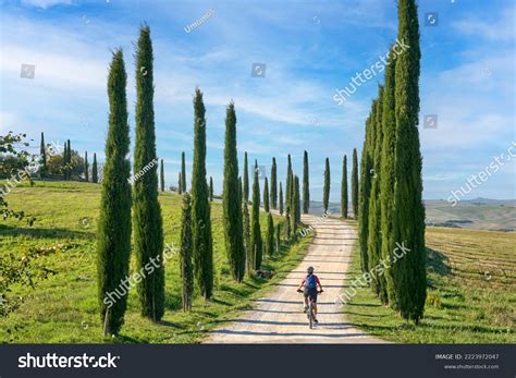 Cypress 여자 3295개가 넘는 로열티 프리 라이선스 대상 스톡 사진 Shutterstock