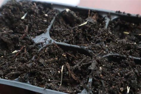 How And When To Plant Marigold Seeds Indoors For Garden 1898 Mama