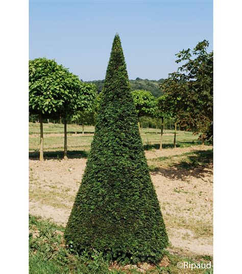 Taxus Baccata Topiaire Taillée En Cône If Commun