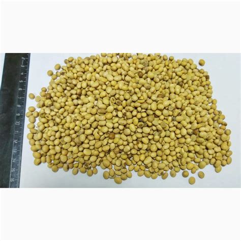 Продам Соя Бобы, купить соя Бобы, Алтайский край — Agro-Russia