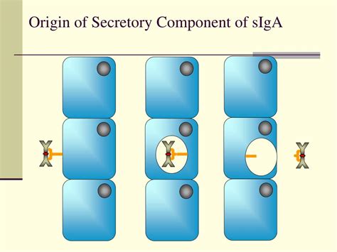 Ppt Immunoglobulins Structure And Function Powerpoint Presentation