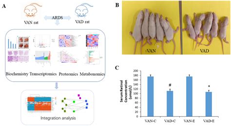 Experimental Process And VAD Model Establishment A Experimental Flow Download Scientific
