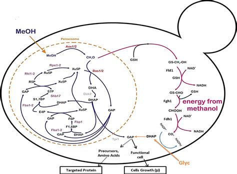 Developing A Metabolic Model‐based Fed‐batch Feeding Strategy For