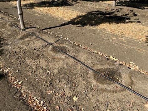 Winter Irrigation Managing Soil Salinity In Pistachio West Coast Nut