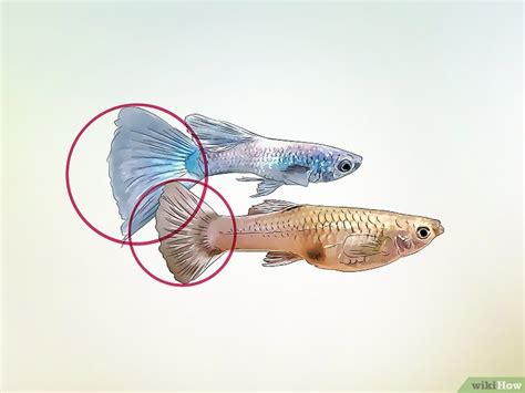 Como Identificar O Sexo De Um Peixe Barrigudinho