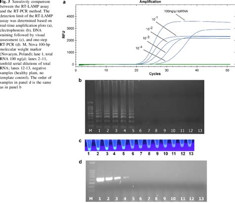 Sensitivity Comparison Between The Rt Lamp Assay And The Rt Pcr Method