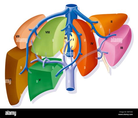 Liver Anatomy Lobes
