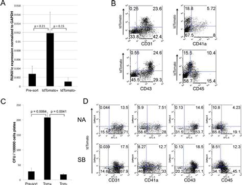 The RUNX1 24 Enhancer And P1 Promoter Identify A Unique Subpopulation Of Hematopoietic