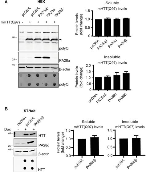 Reduction In Pa28αβ Activation In Hd Mouse Brain Correlates To Increased Mhtt Aggregation In