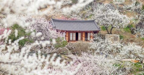 ‘매화 홍매화 동백꽃…봄꽃 여행지는