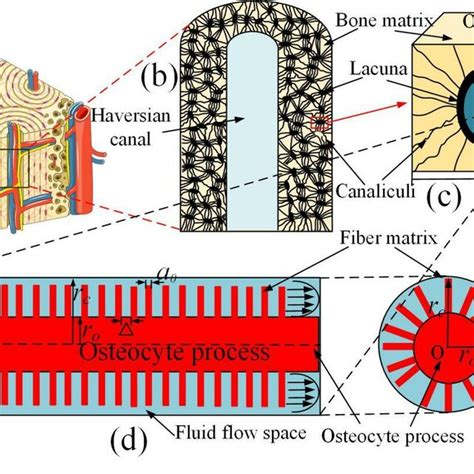 The Hierarchical Structure Of The Bone Tissue Download Scientific Diagram