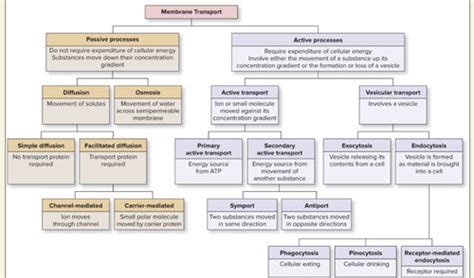 Block 1 Lecture Flashcards Quizlet