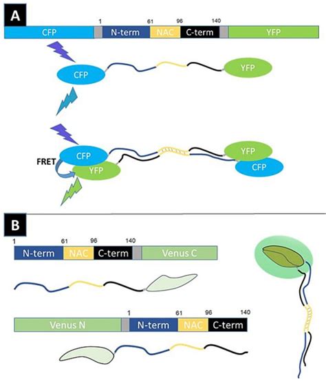 Monitoring α Synuclein Aggregation Abstract Europe Pmc