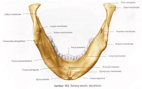 Lalu Mohammad Salim Rahmatullah 2012
