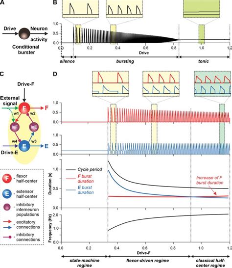 Operation Regimes Of Spinal Circuits Controlling Locomotion And The