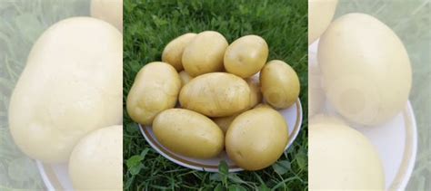 Картофель с доставкой купить в Новосибирске Товары для дома и дачи Авито