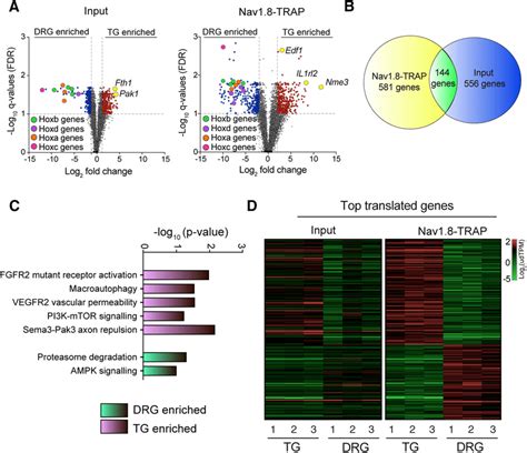 Transcriptomic And Translatomic Differences Between The Tg And Drg Of