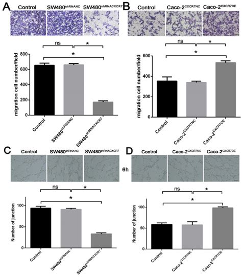 Effect Of Cxcr7 On The Migration And Formation Of Huvec Lumen A