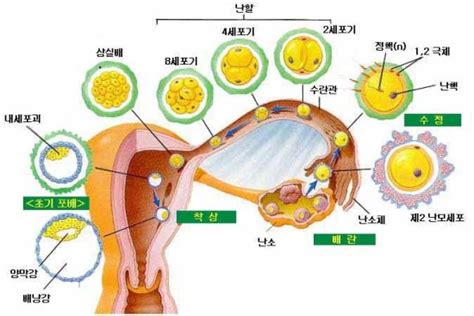 난할과정의 변화 네이버 블로그