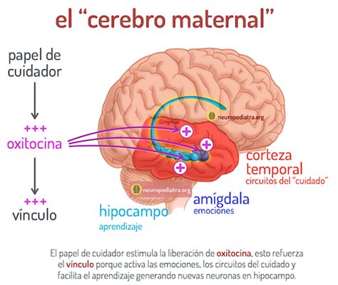 La Paternidad Cambia Tu Cerebro Neuronas En Crecimiento