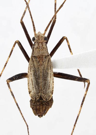 Phytocoris Brevisetosus Bugguide Net