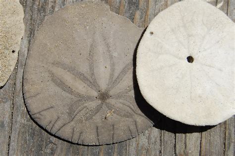 Types De Fossilisation Et Leurs CaractÉristiques
